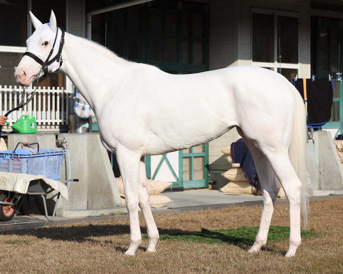 特集（2022年11月20日 阪神11R 第39回マイルCS）- スポニチ競馬Web